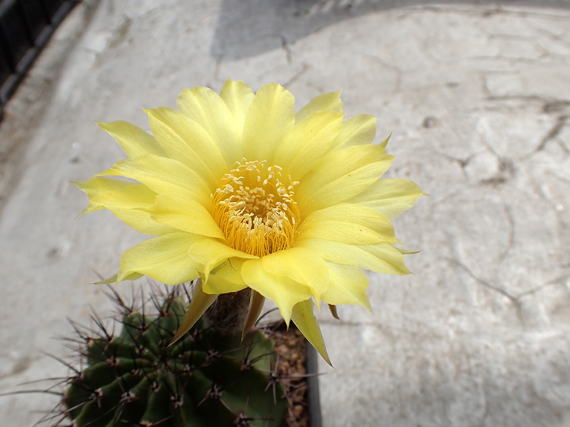 Lobivia aurea :: Kaktusy-sukulenty-masozravky