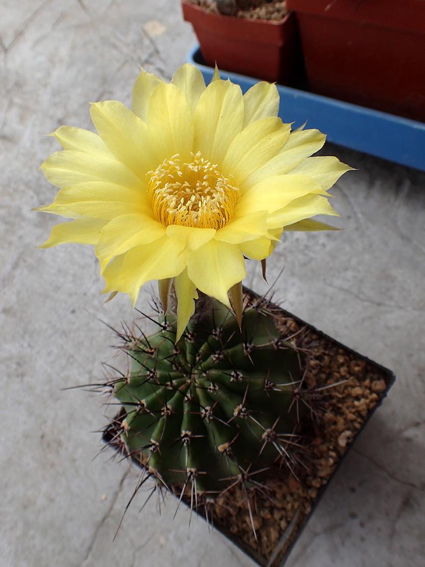 Lobivia aurea :: Kaktusy-sukulenty-masozravky