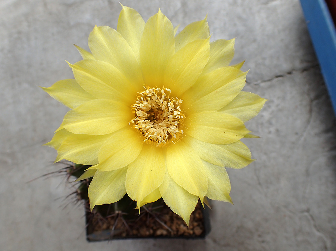 Lobivia aurea :: Kaktusy-sukulenty-masozravky