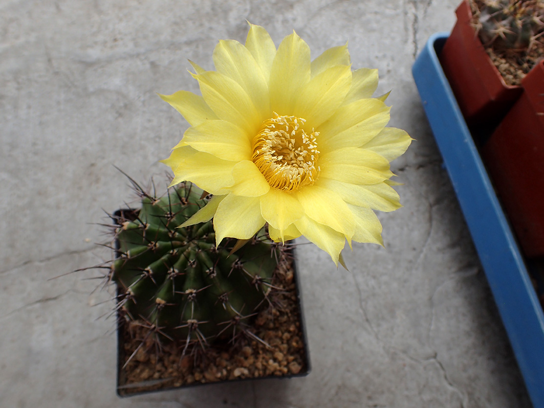 Lobivia aurea :: Kaktusy-sukulenty-masozravky