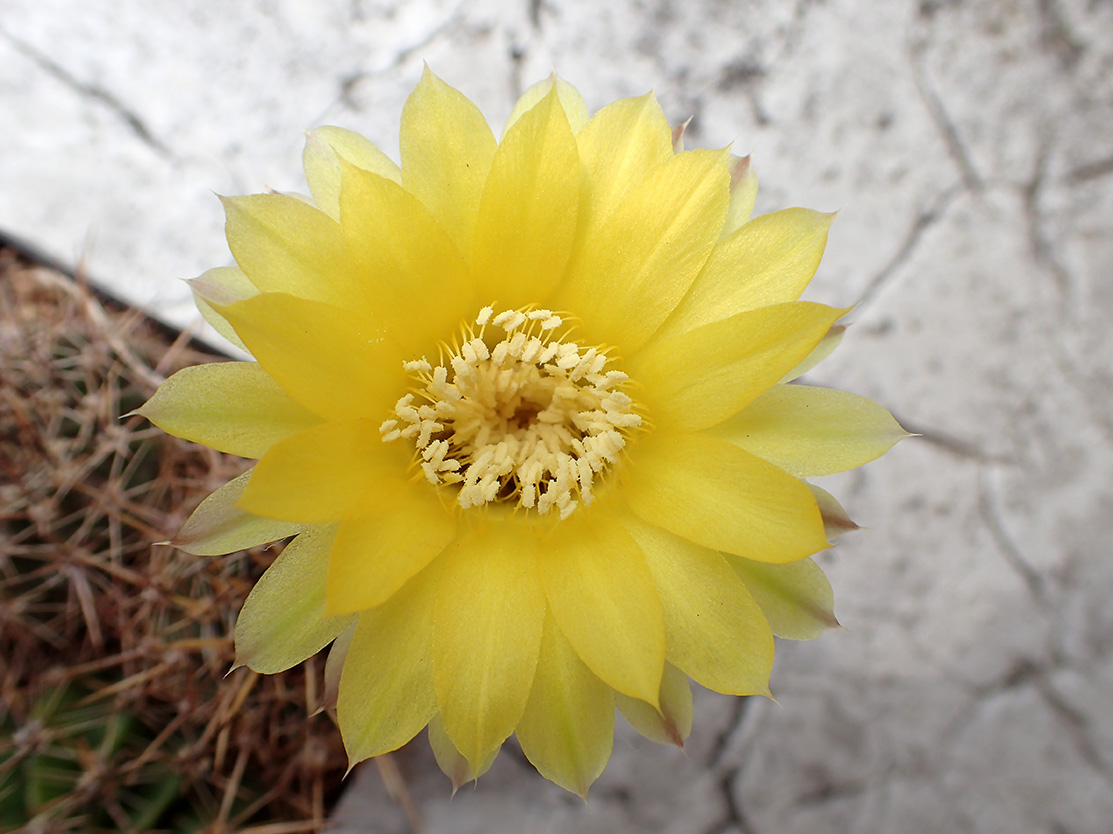 Lobivia aurea :: Kaktusy-sukulenty-masozravky