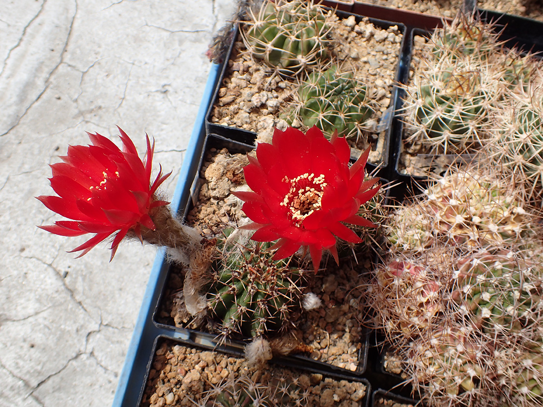 Lobivia aurea :: Kaktusy-sukulenty-masozravky