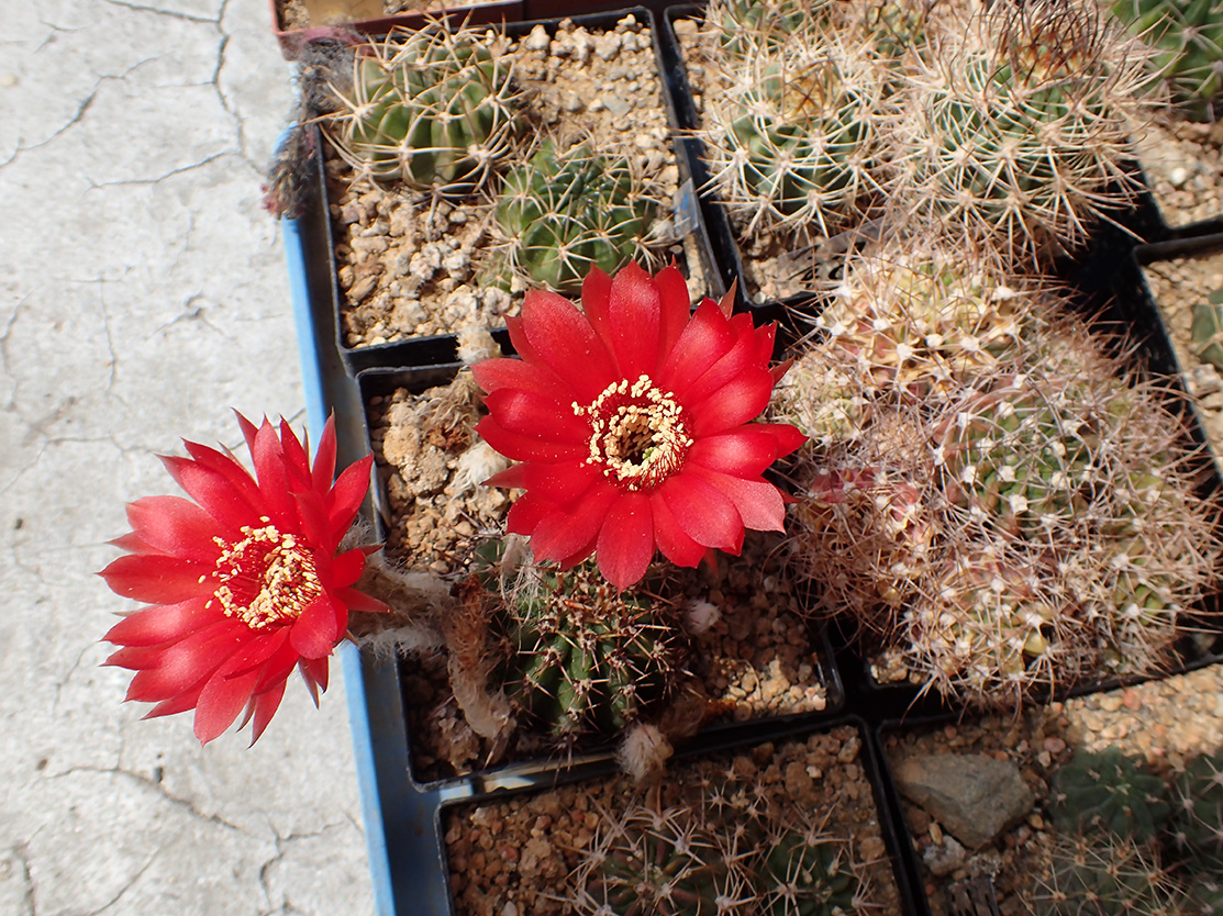 Lobivia aurea :: Kaktusy-sukulenty-masozravky