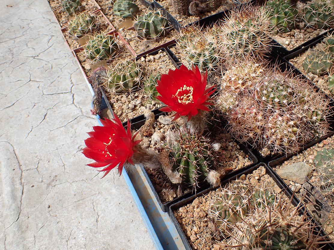 Lobivia aurea :: Kaktusy-sukulenty-masozravky