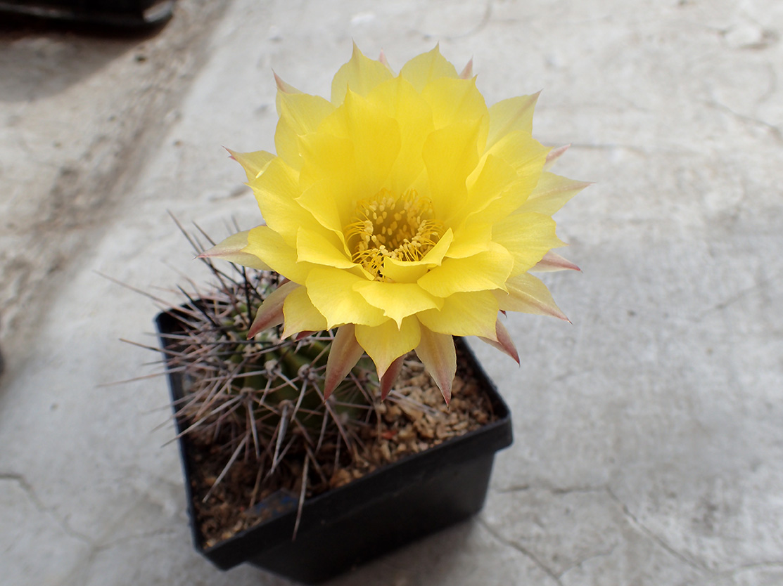 Lobivia aurea :: Kaktusy-sukulenty-masozravky