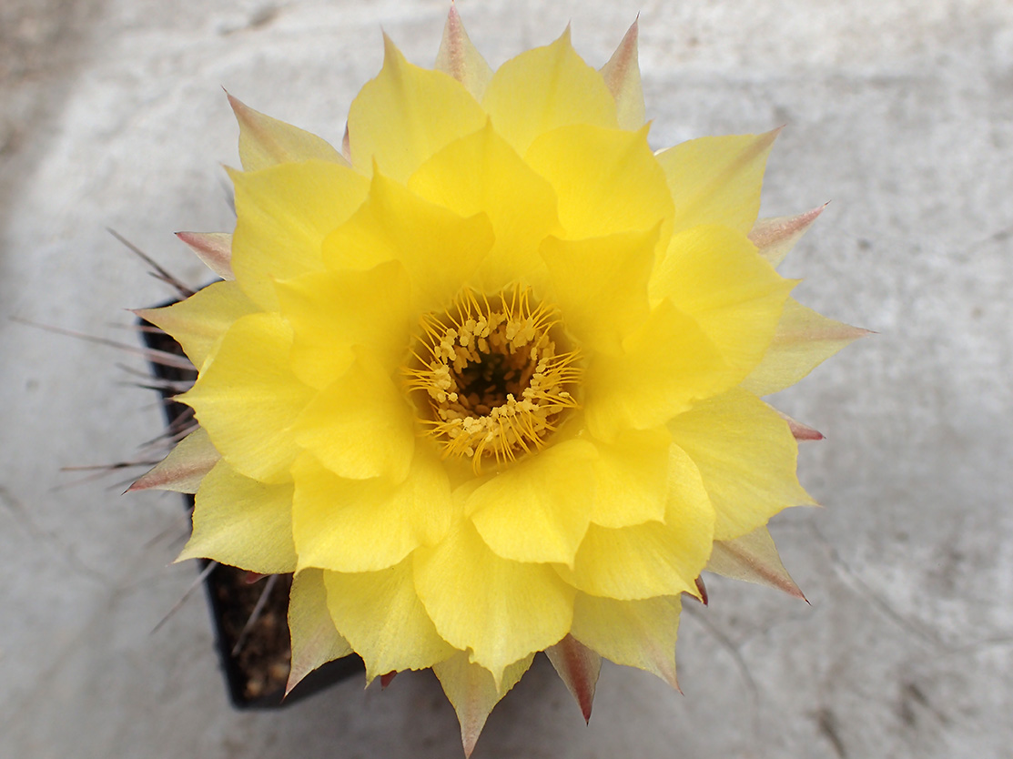 Lobivia aurea :: Kaktusy-sukulenty-masozravky