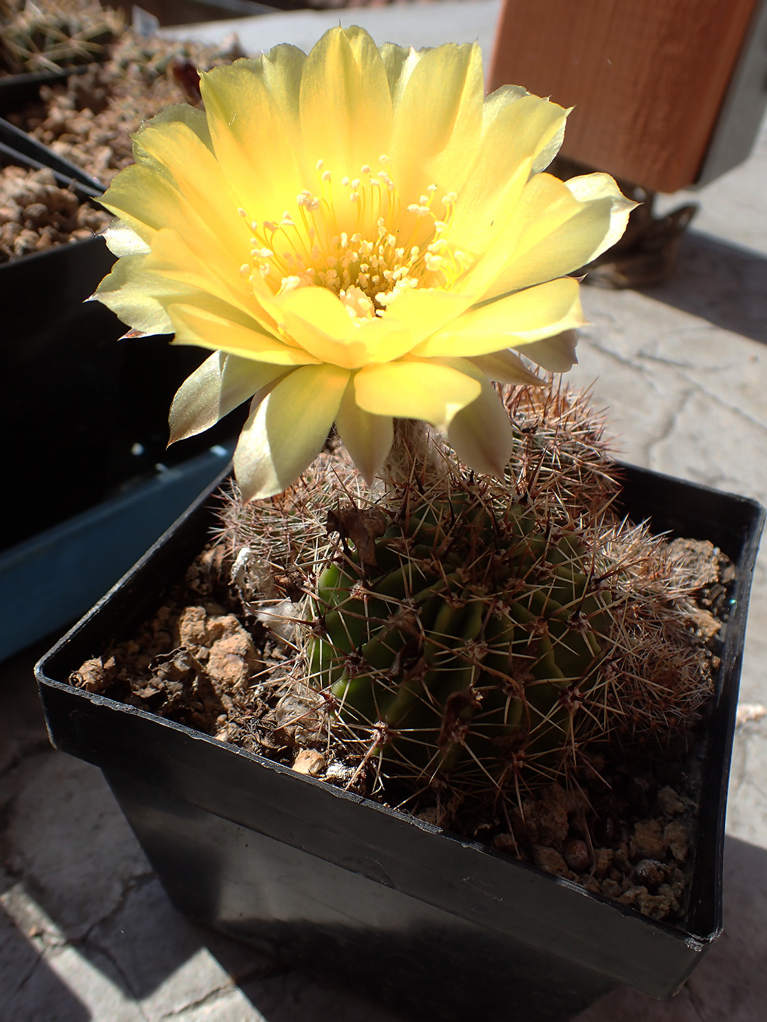 Lobivia aurea :: Kaktusy-sukulenty-masozravky