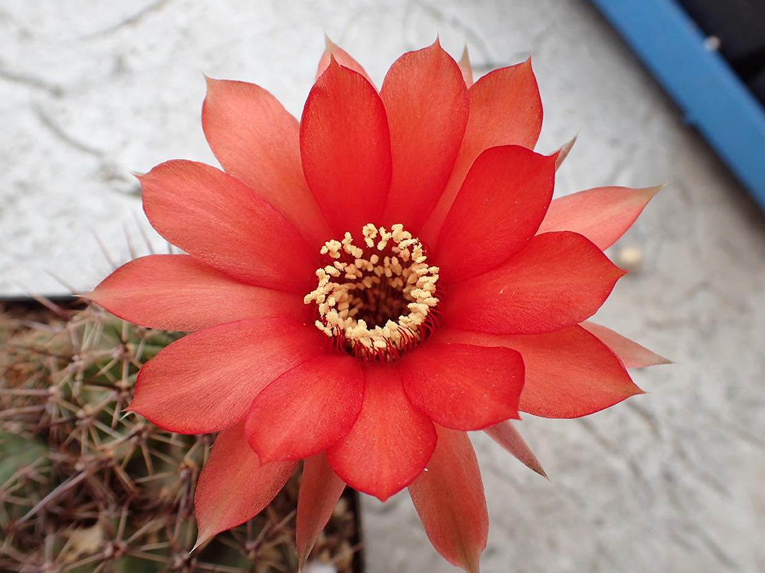 Lobivia aurea - variety :: Kaktusy-sukulenty-masozravky