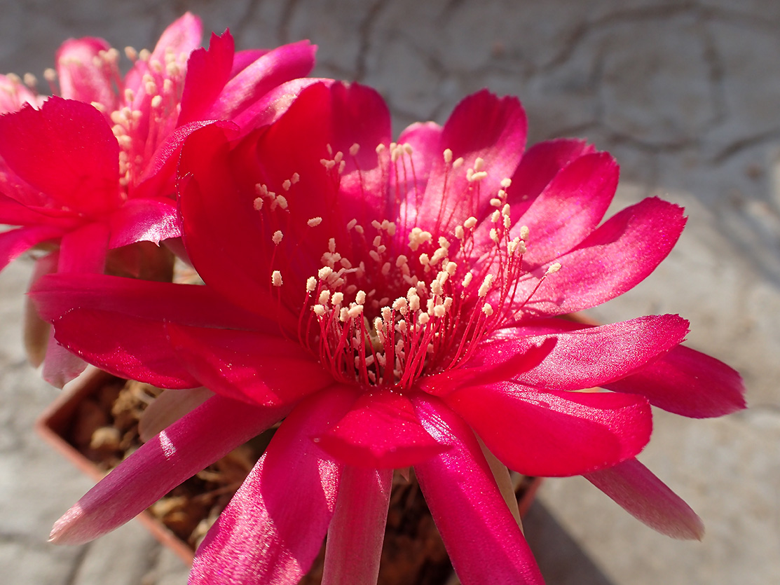 Lobivia cinnabarina - variety :: Kaktusy-sukulenty-masozravky