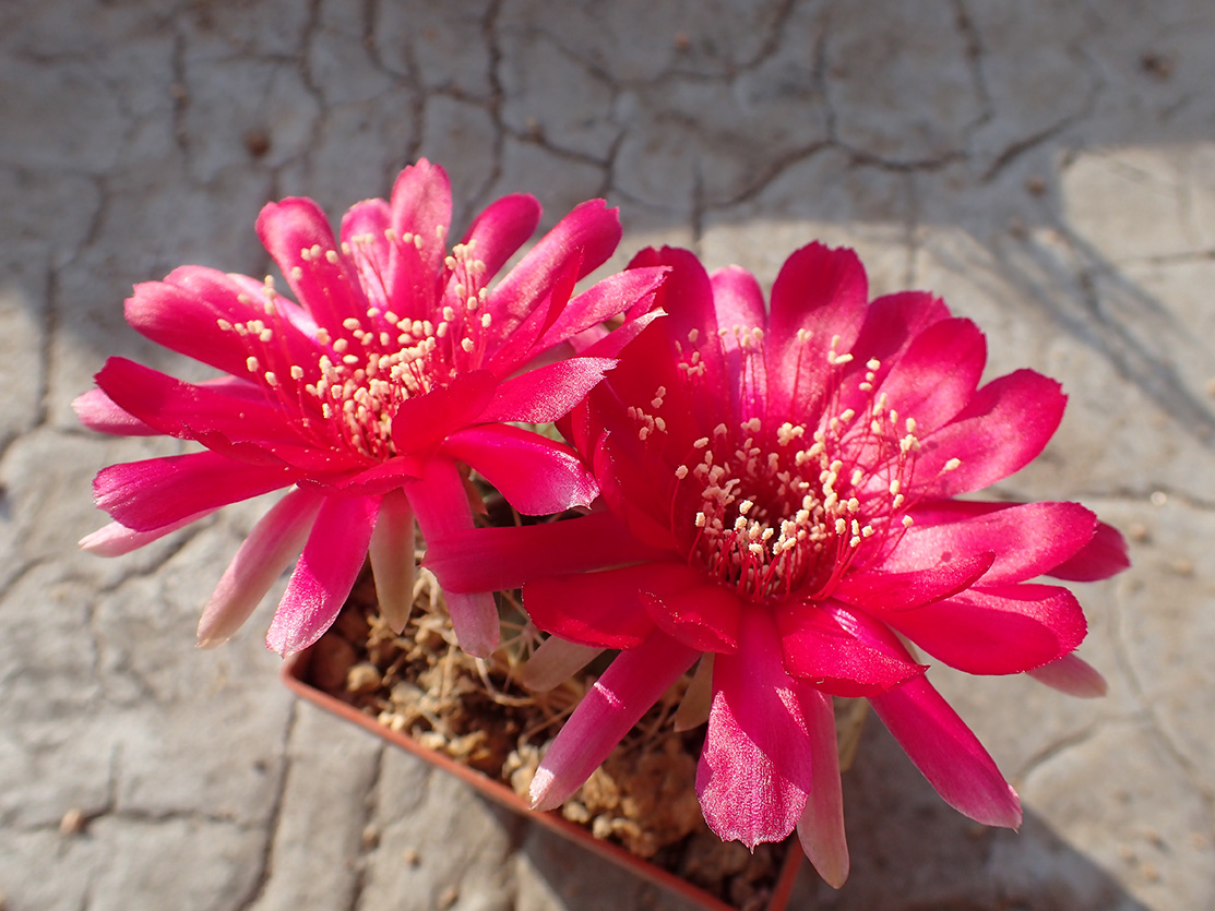 Lobivia cinnabarina - variety :: Kaktusy-sukulenty-masozravky