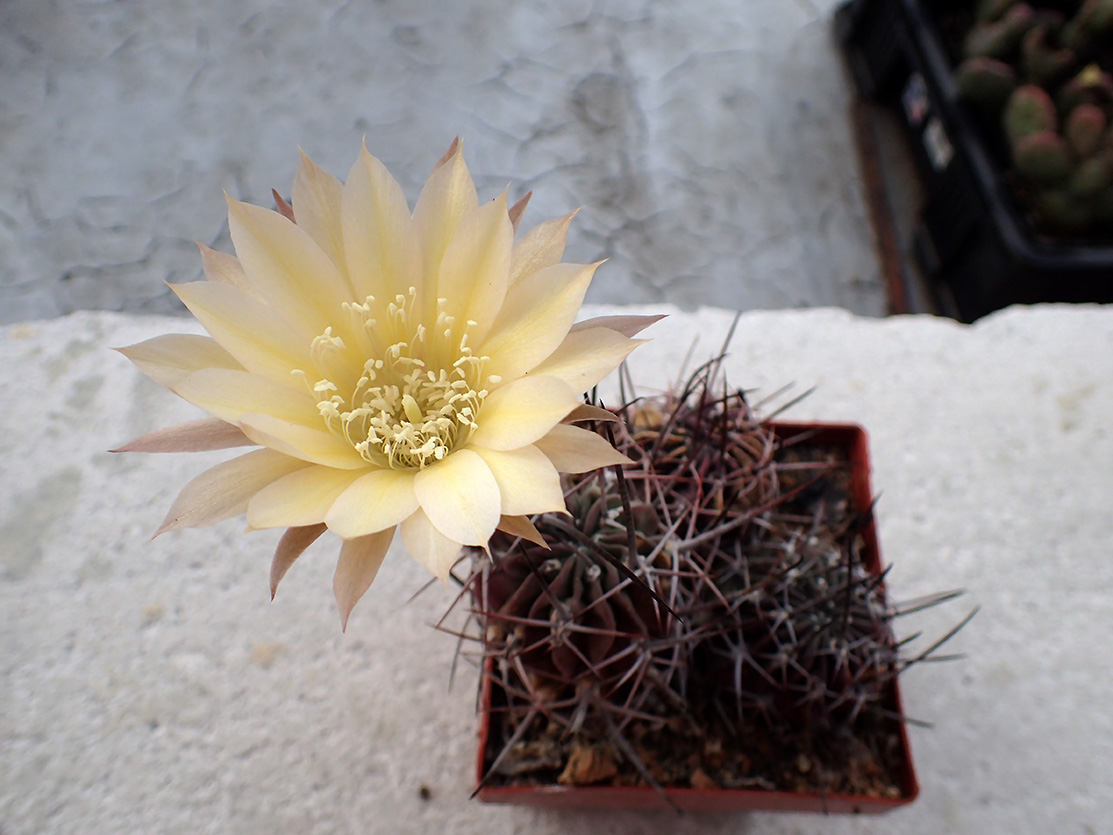 Lobivia ferox :: Kaktusy-sukulenty-masozravky