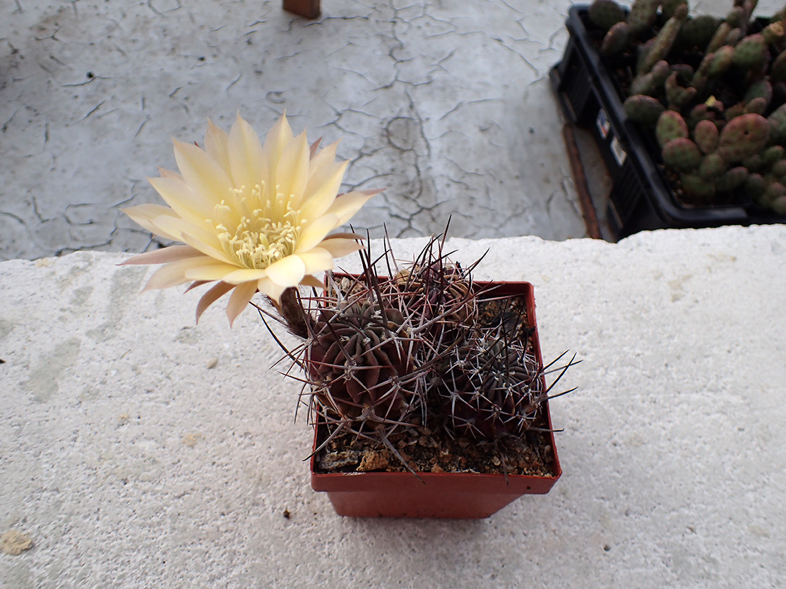 Lobivia ferox :: Kaktusy-sukulenty-masozravky