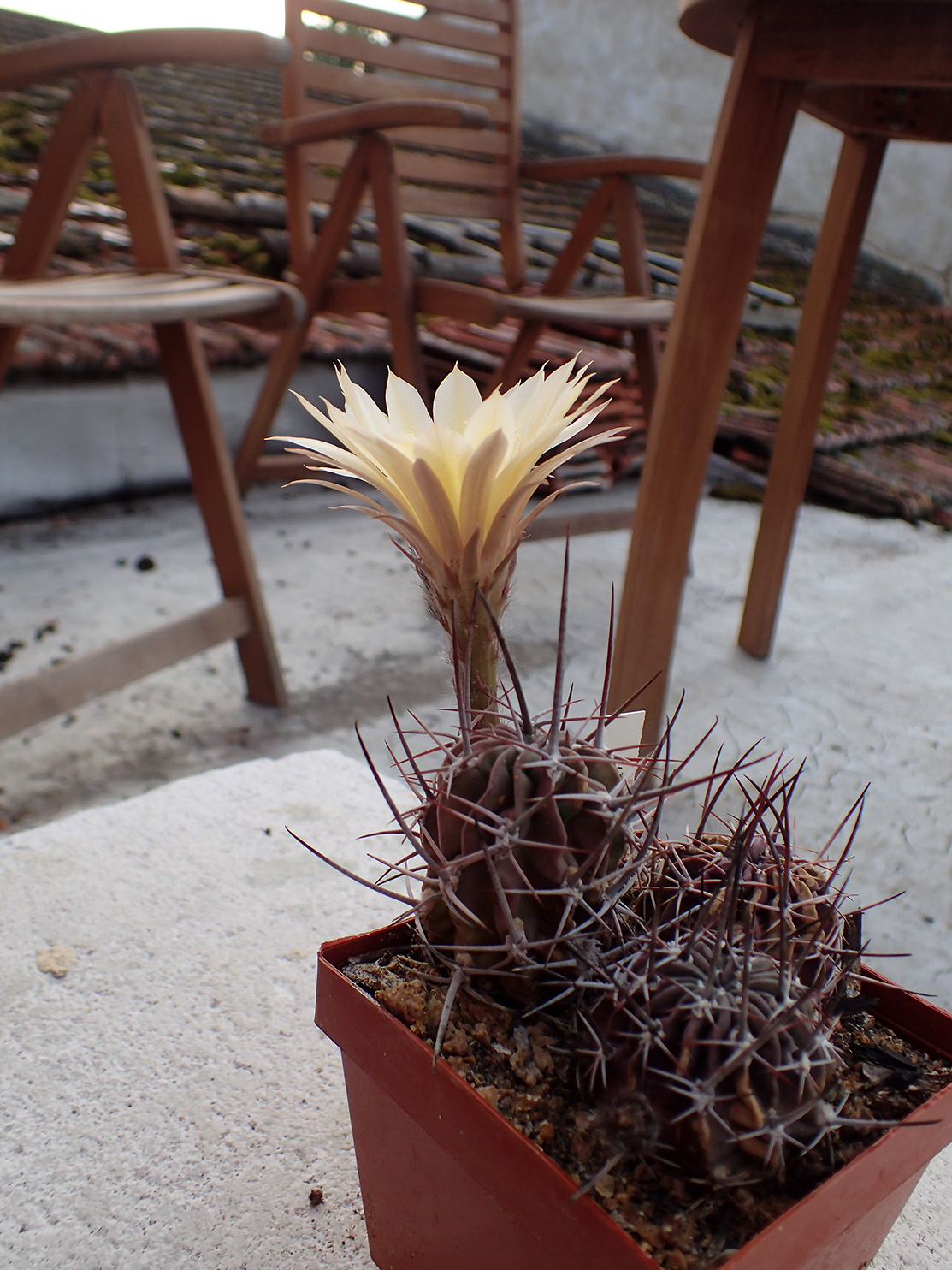 Lobivia ferox :: Kaktusy-sukulenty-masozravky