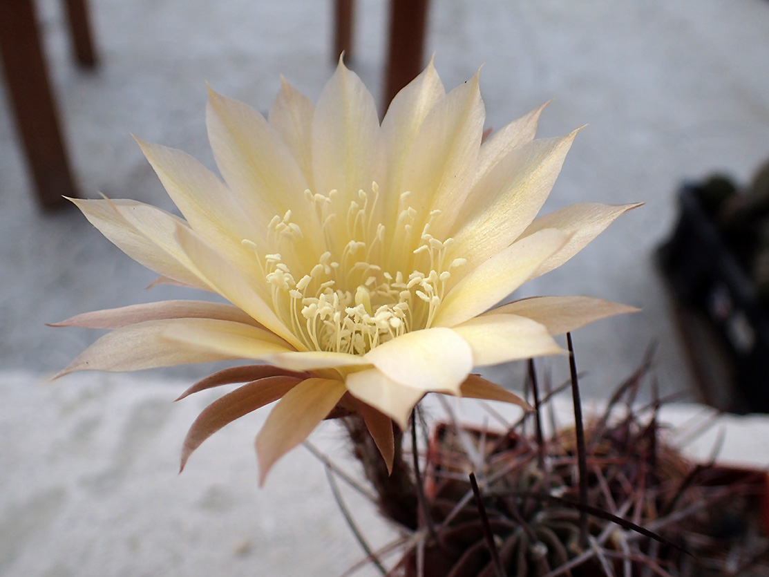 Lobivia ferox :: Kaktusy-sukulenty-masozravky