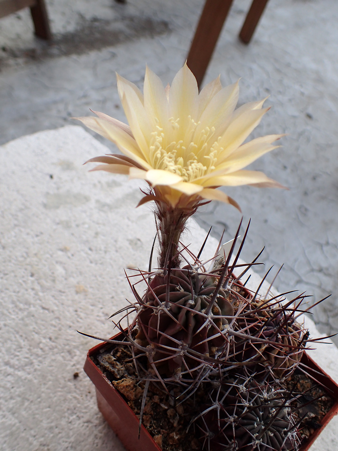 Lobivia ferox :: Kaktusy-sukulenty-masozravky