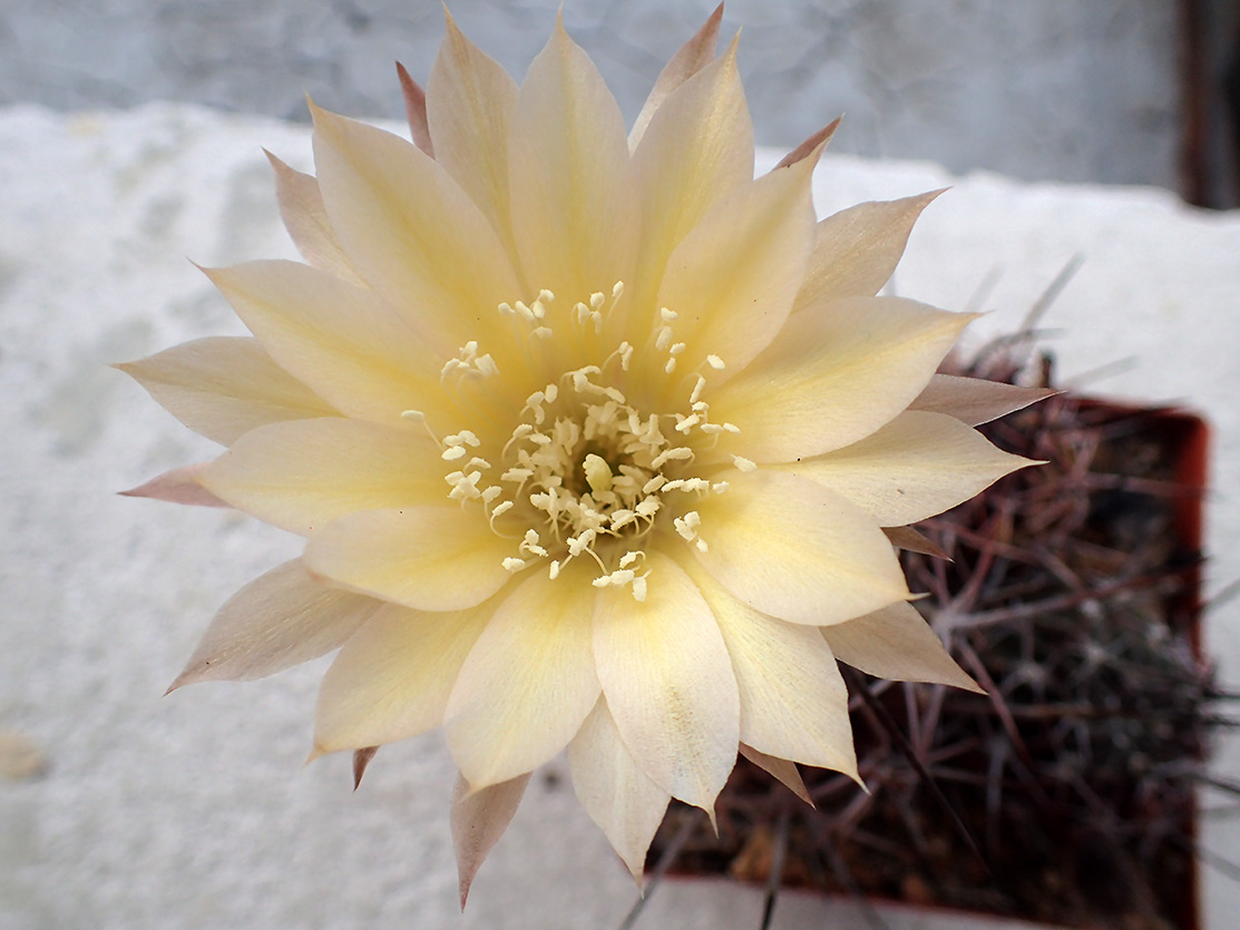 Lobivia ferox :: Kaktusy-sukulenty-masozravky