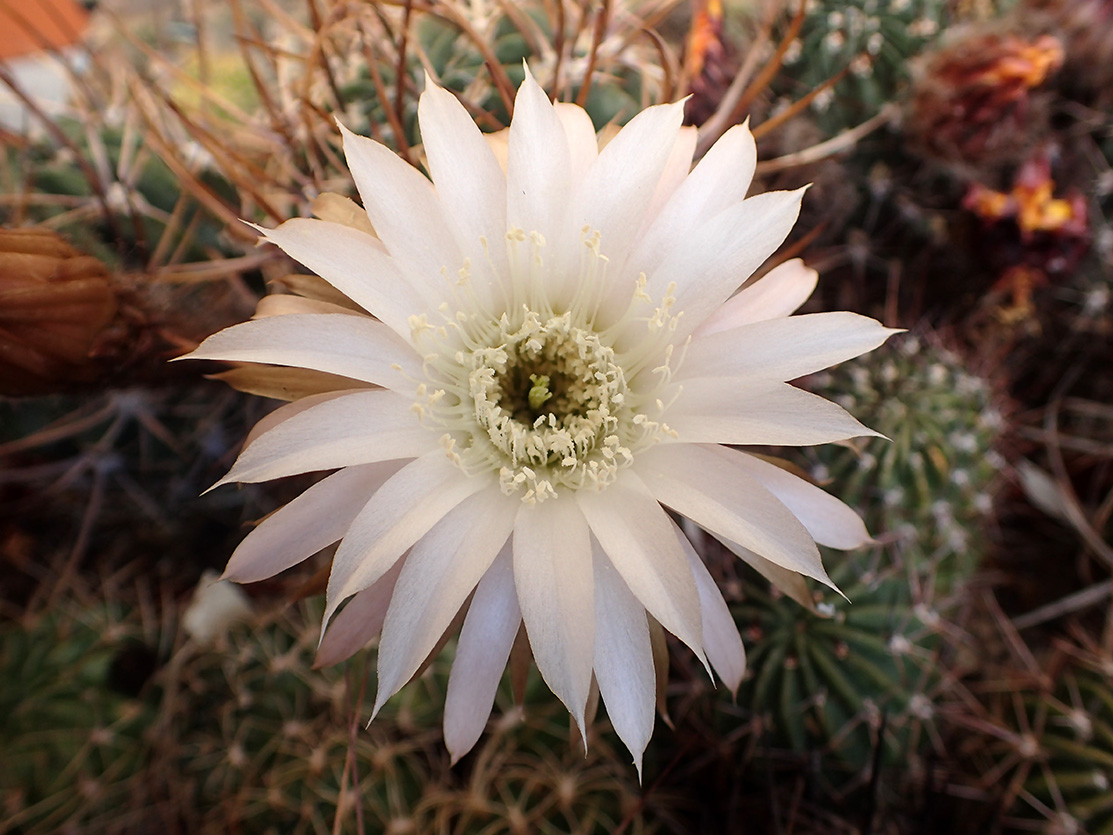Lobivia ferox :: Kaktusy-sukulenty-masozravky