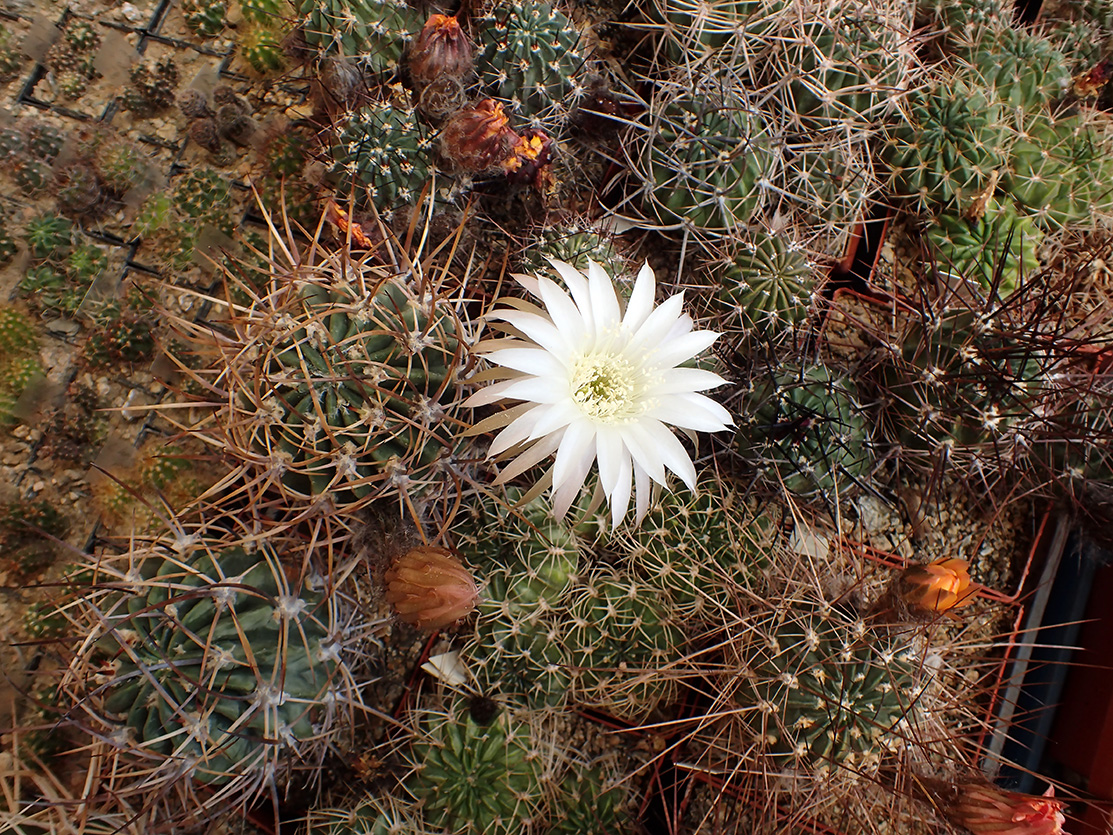 Lobivia ferox :: Kaktusy-sukulenty-masozravky