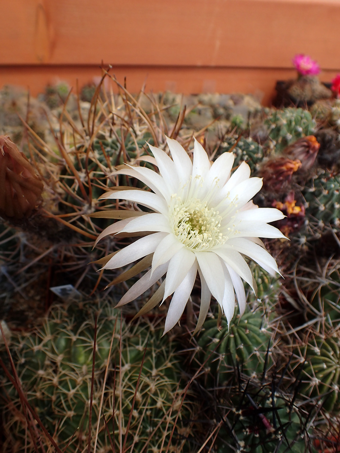 Lobivia ferox :: Kaktusy-sukulenty-masozravky