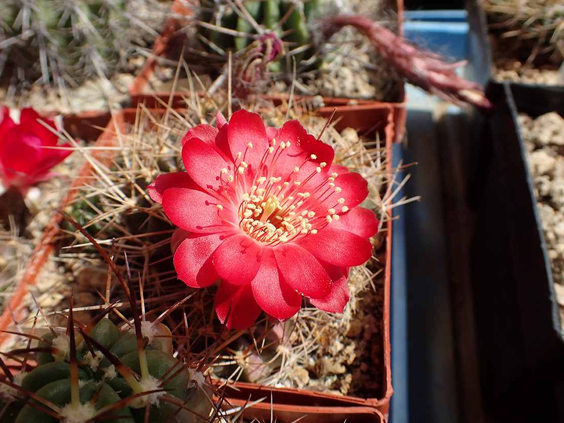 Lobivia hertrichiana - variety a formy :: Kaktusy-sukulenty-masozravky