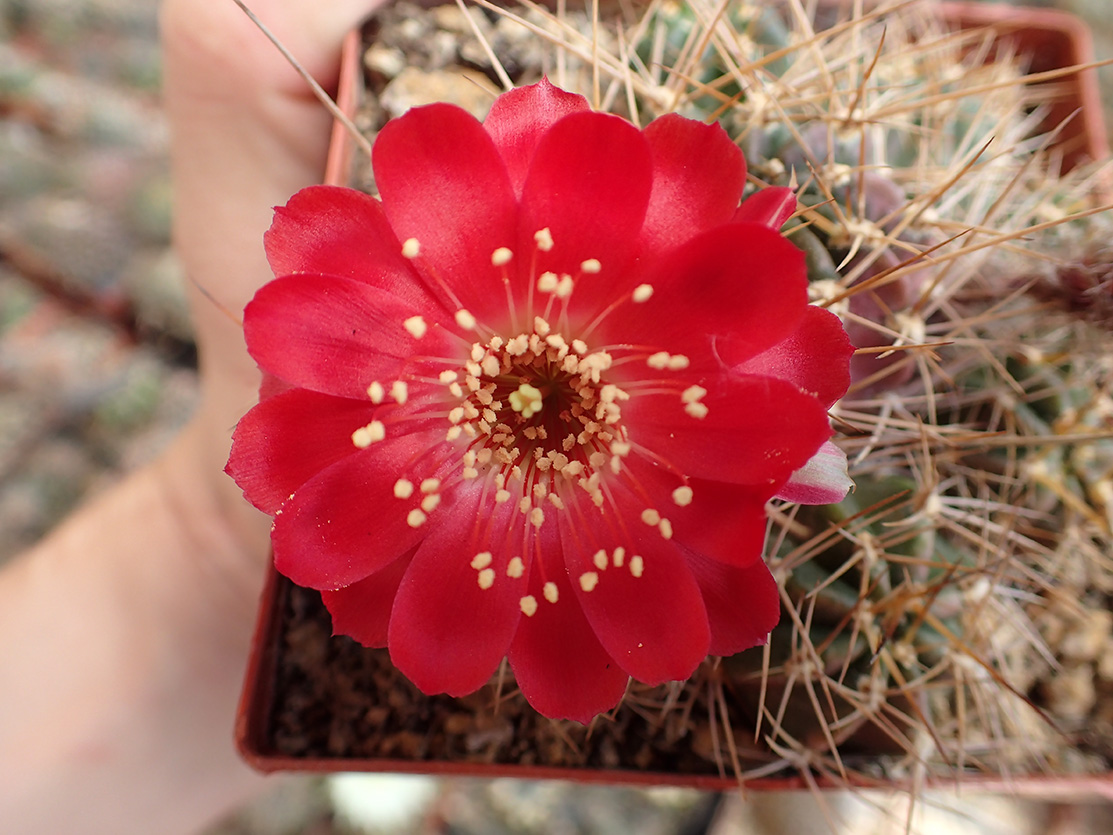 Lobivia hertrichiana - variety a formy :: Kaktusy-sukulenty-masozravky