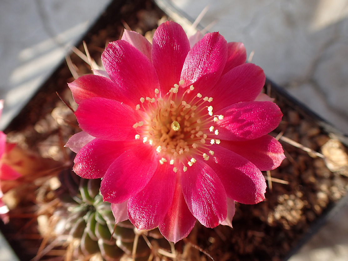 Lobivia hertrichiana :: Kaktusy-sukulenty-masozravky