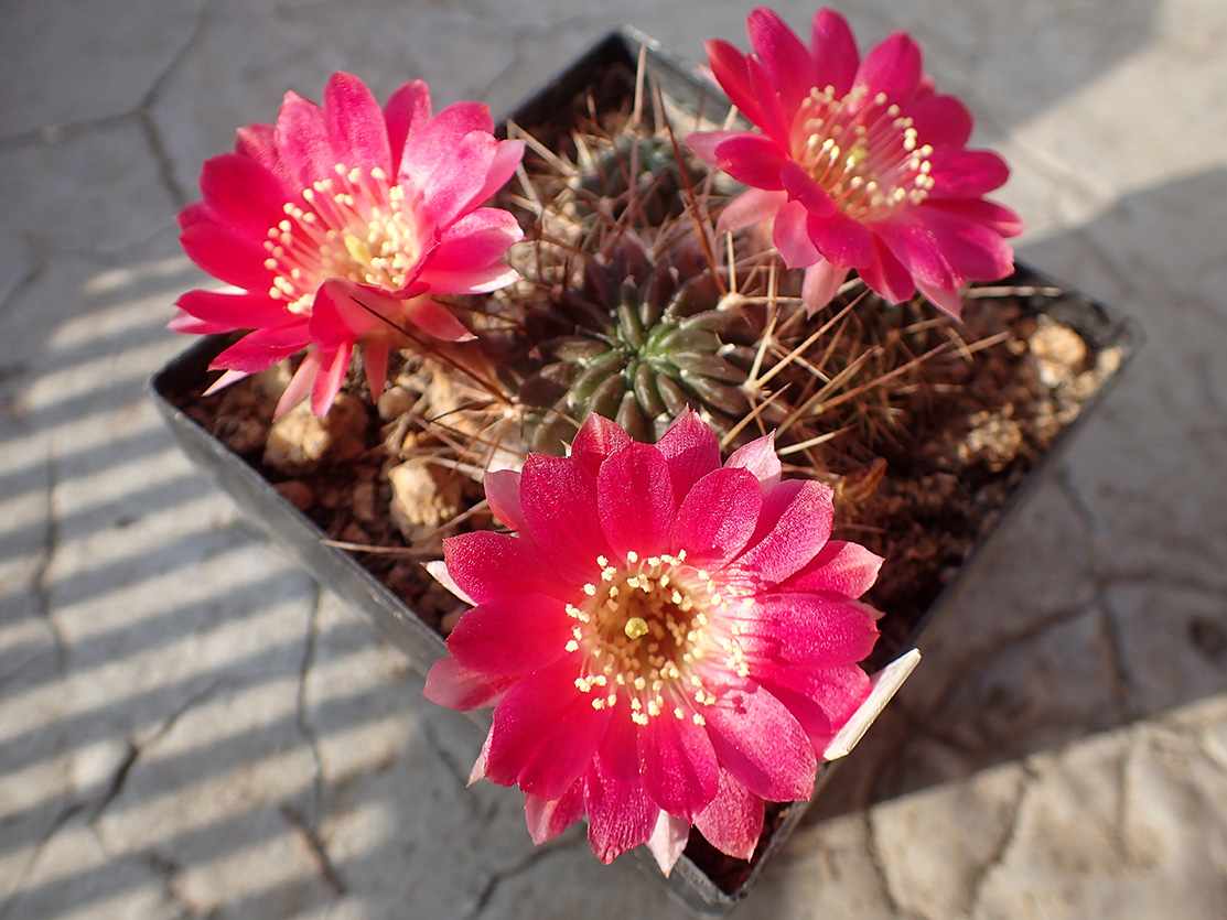 Lobivia hertrichiana :: Kaktusy-sukulenty-masozravky