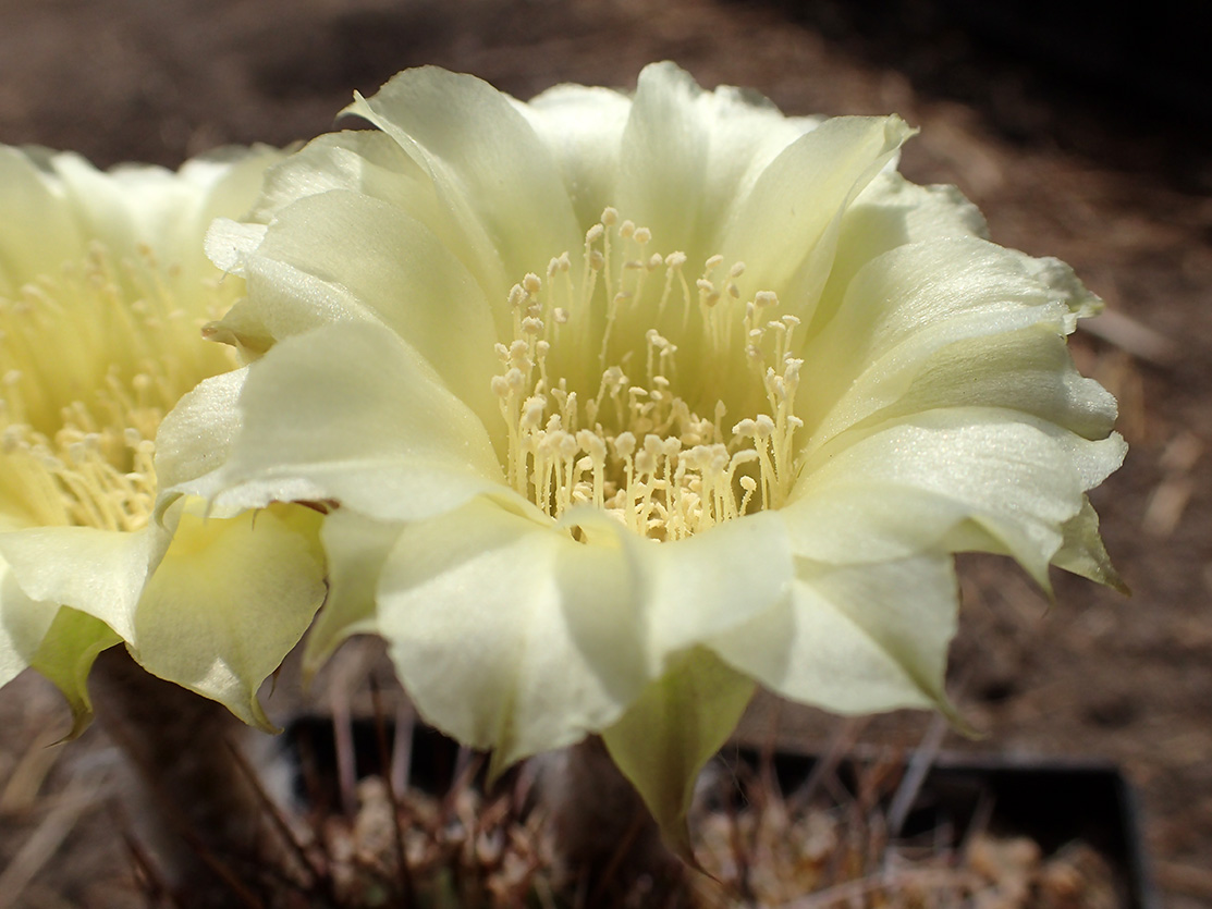 Lobivia aurea :: Kaktusy-sukulenty-masozravky