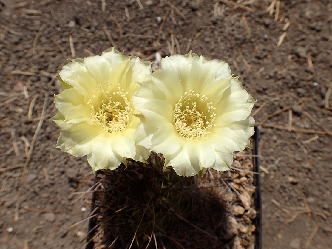 Lobivia aurea :: Kaktusy-sukulenty-masozravky
