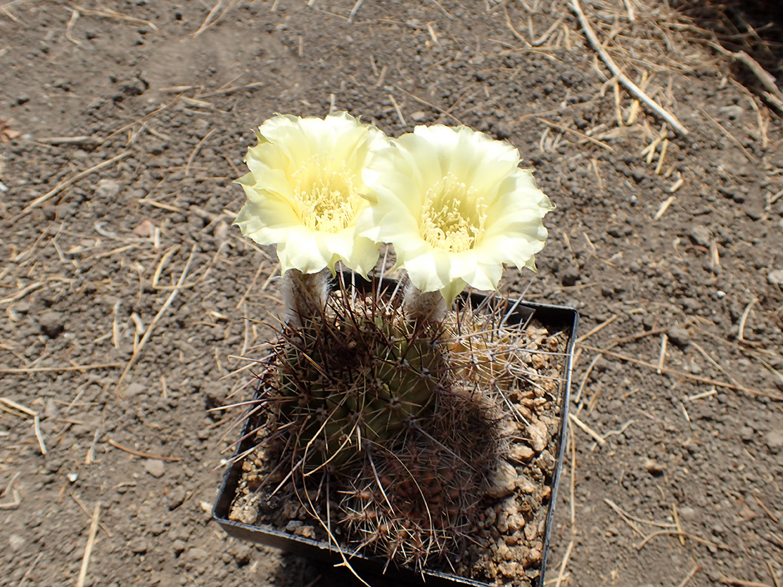 Lobivia aurea :: Kaktusy-sukulenty-masozravky
