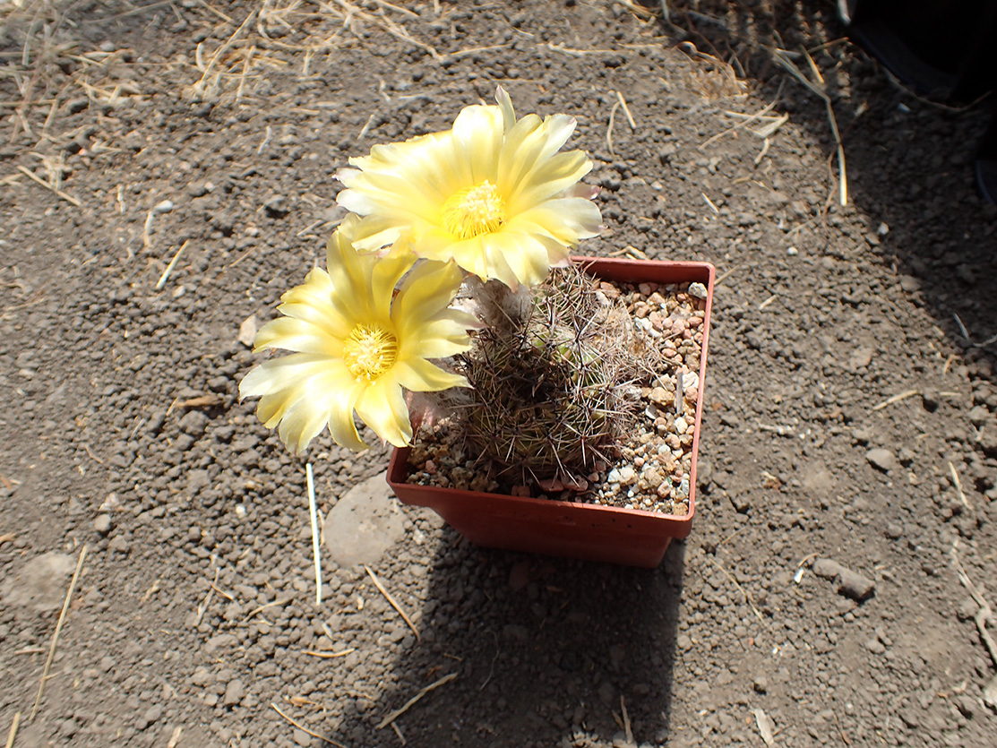 Lobivia aurea :: Kaktusy-sukulenty-masozravky