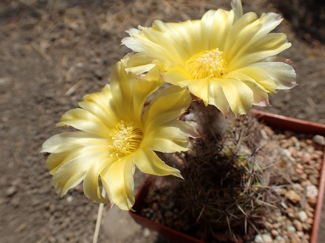 Lobivia aurea :: Kaktusy-sukulenty-masozravky