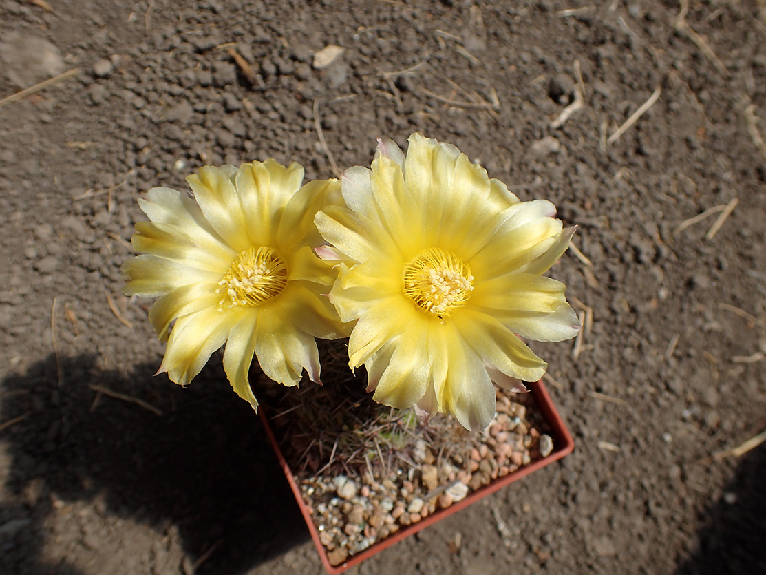 Lobivia aurea :: Kaktusy-sukulenty-masozravky