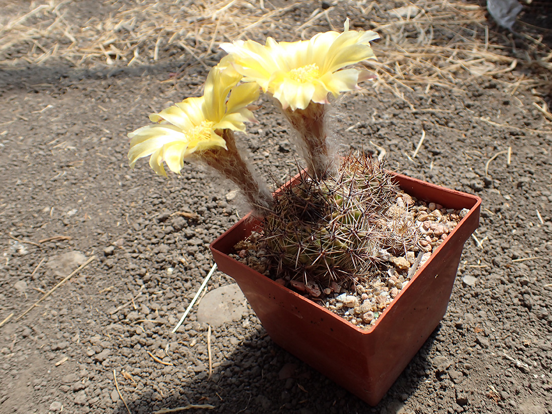 Lobivia aurea :: Kaktusy-sukulenty-masozravky