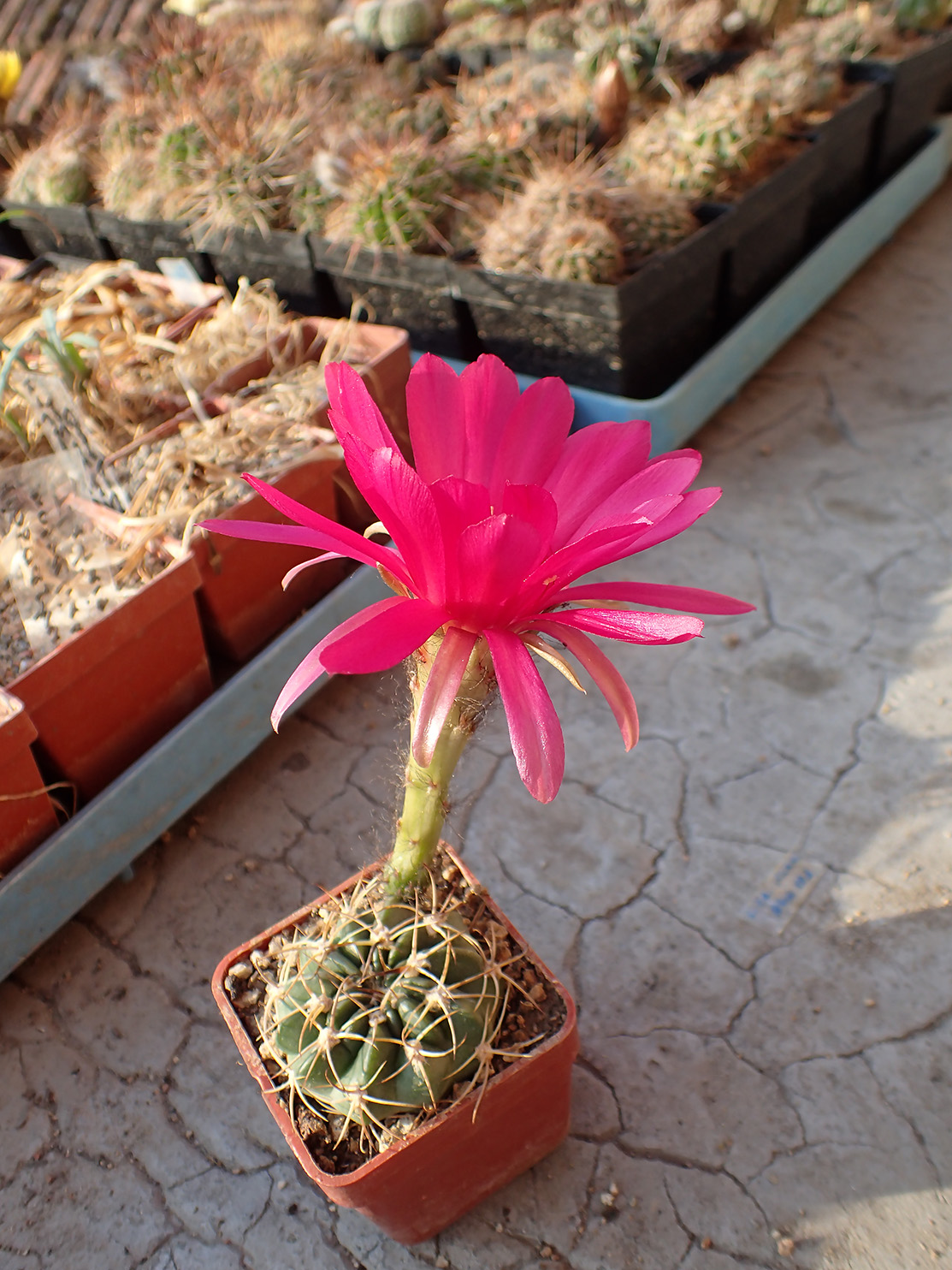 Lobivia cardenasiana :: Kaktusy-sukulenty-masozravky