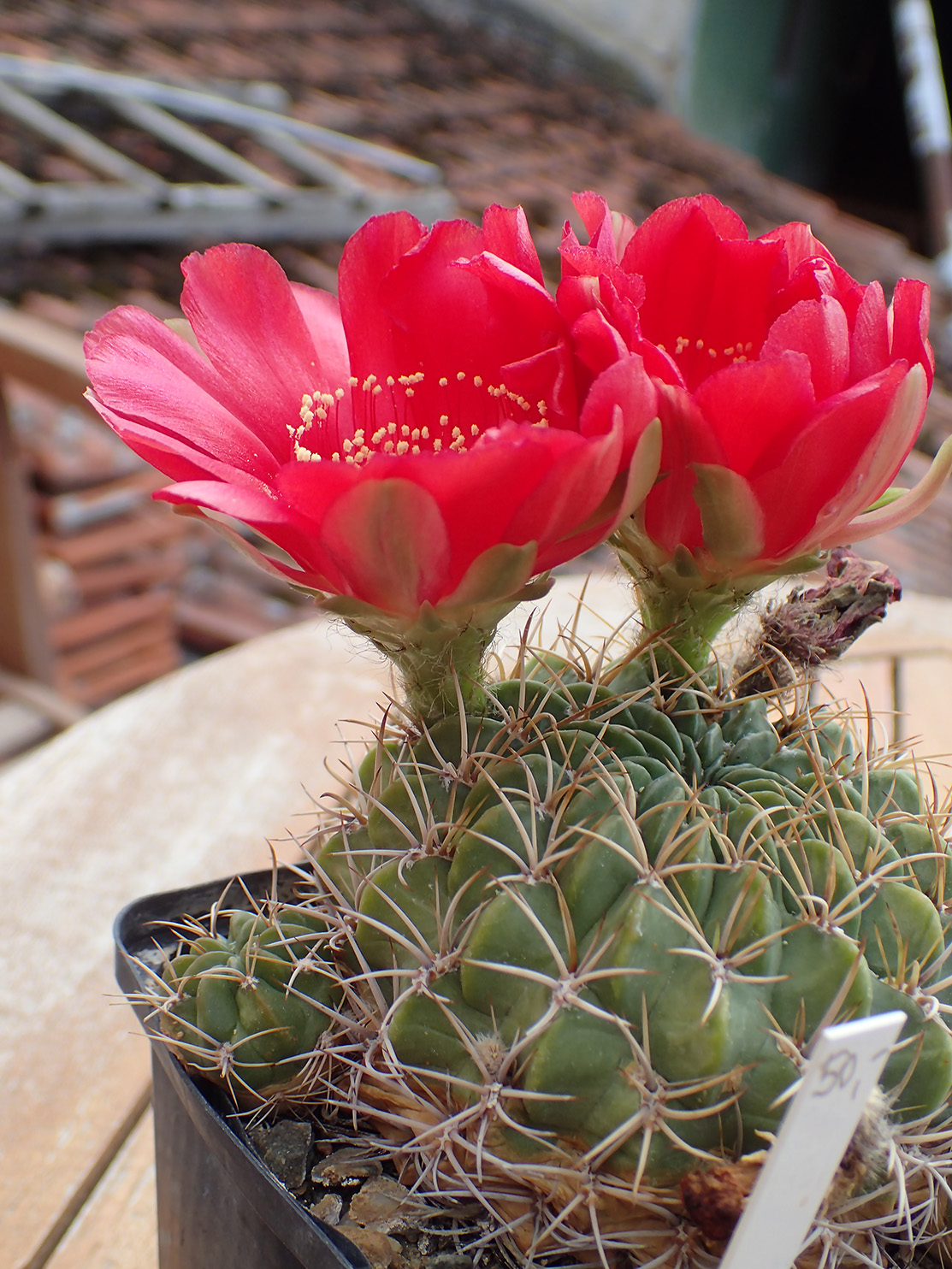 Lobivia cinnabarina - variety :: Kaktusy-sukulenty-masozravky