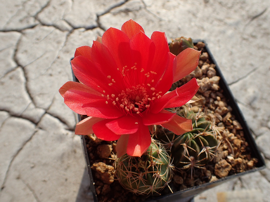 Lobivia cinnabarina - variety :: Kaktusy-sukulenty-masozravky