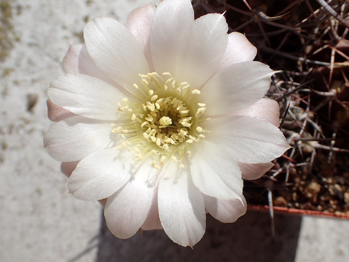 Lobivia ferox :: Kaktusy-sukulenty-masozravky