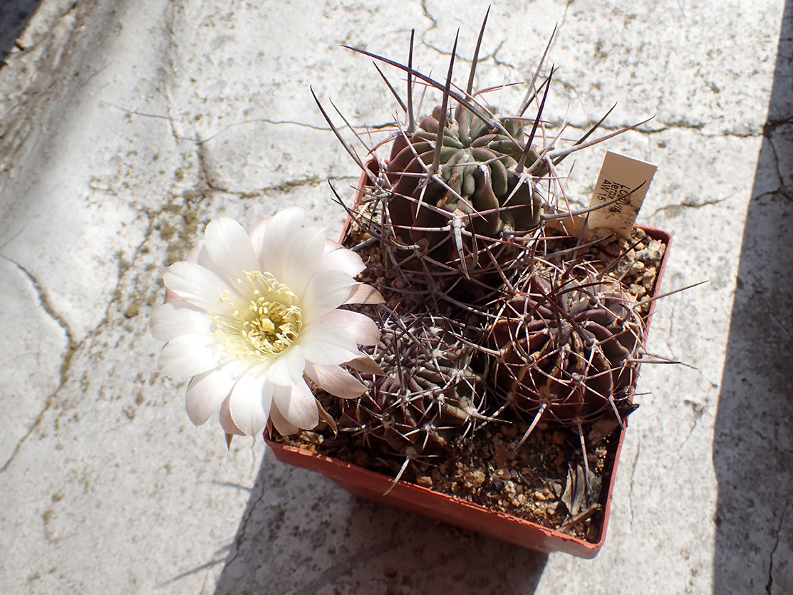 Lobivia ferox :: Kaktusy-sukulenty-masozravky