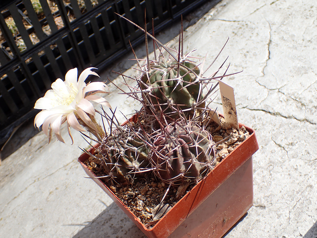 Lobivia ferox :: Kaktusy-sukulenty-masozravky