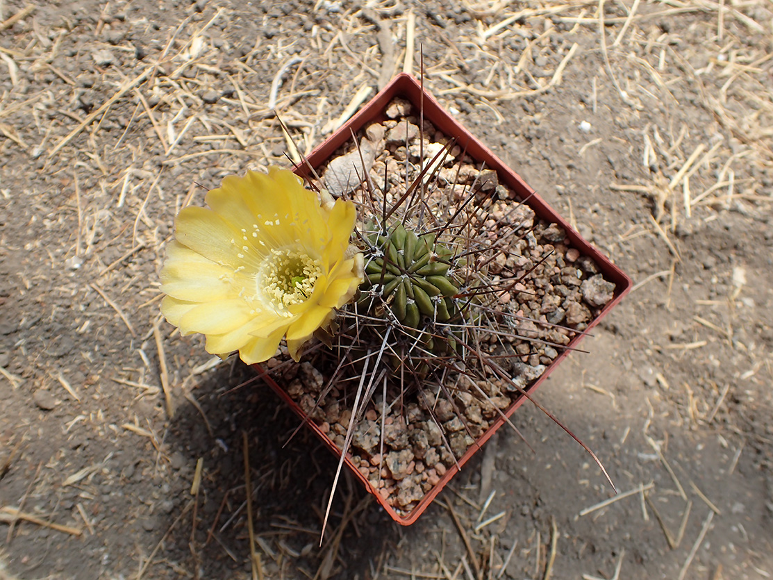 Lobivia ferox :: Kaktusy-sukulenty-masozravky