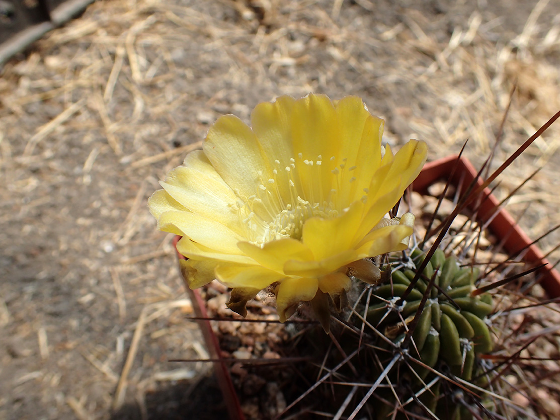 Lobivia ferox :: Kaktusy-sukulenty-masozravky