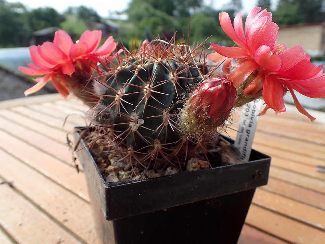 Lobivia grandiflora :: Kaktusy-sukulenty-masozravky