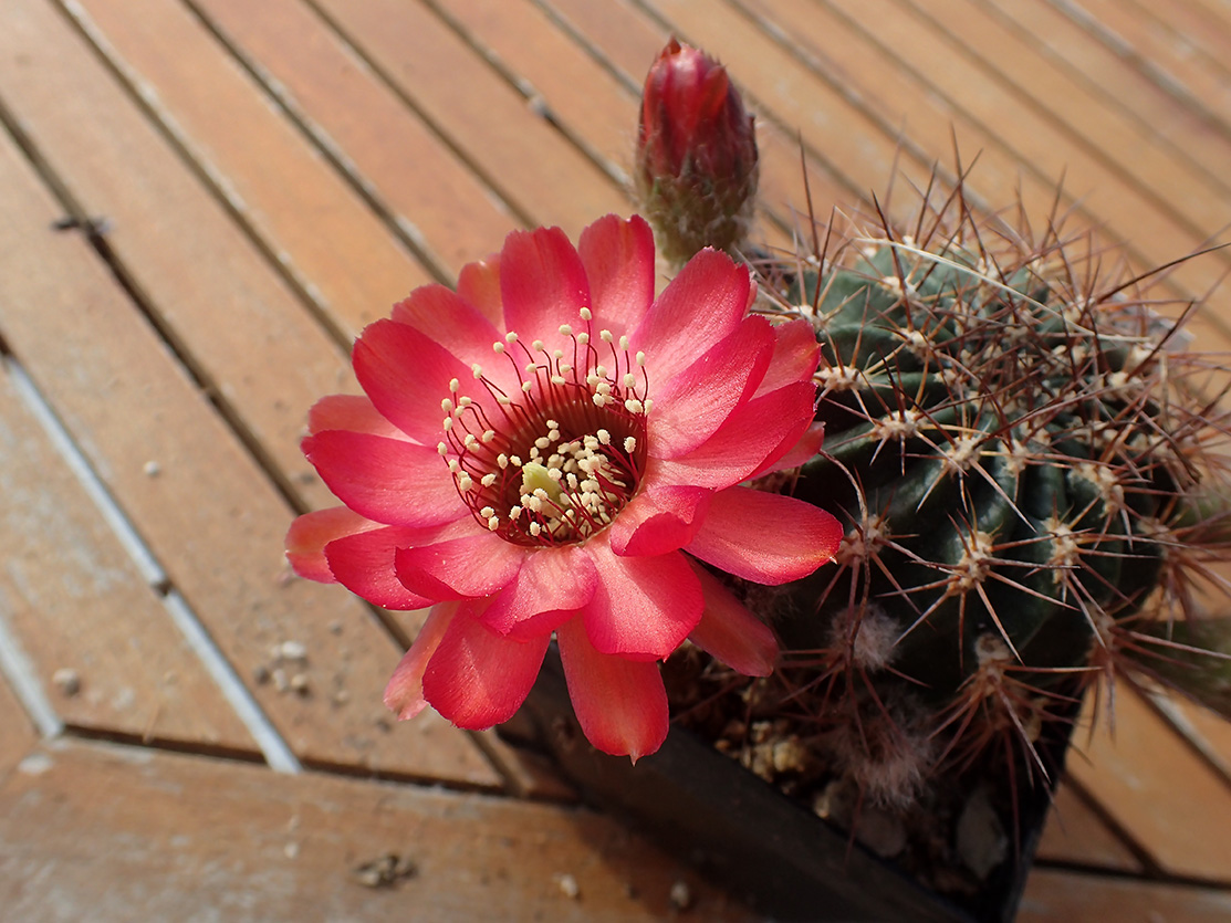 Lobivia grandiflora :: Kaktusy-sukulenty-masozravky