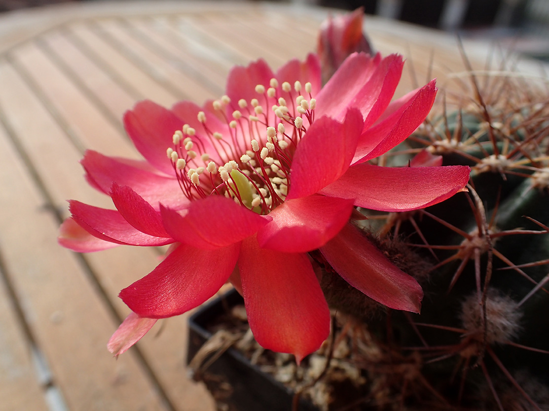 Lobivia grandiflora :: Kaktusy-sukulenty-masozravky