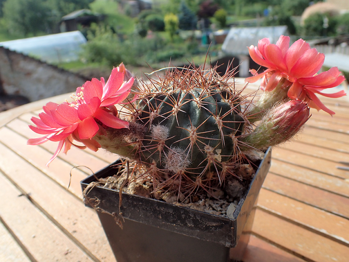 Lobivia grandiflora :: Kaktusy-sukulenty-masozravky