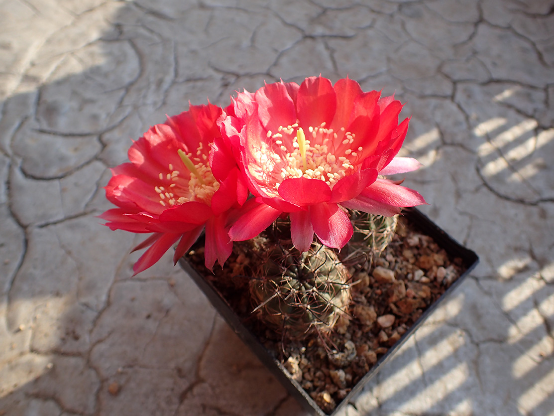 Lobivia haematantha :: Kaktusy-sukulenty-masozravky