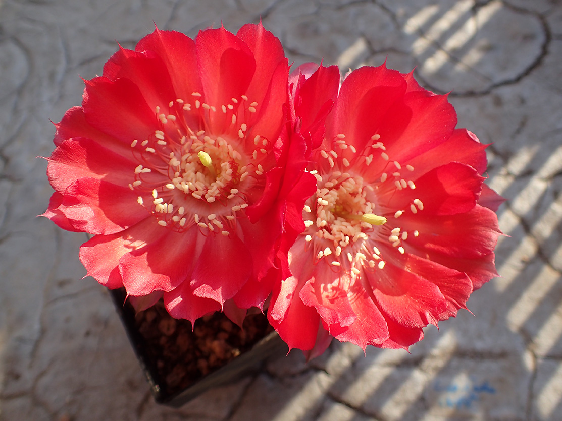 Lobivia haematantha :: Kaktusy-sukulenty-masozravky