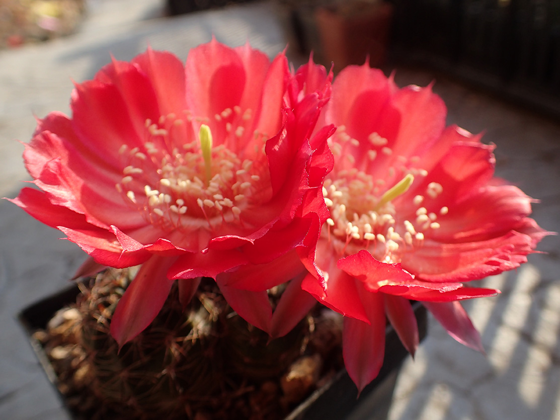 Lobivia haematantha :: Kaktusy-sukulenty-masozravky