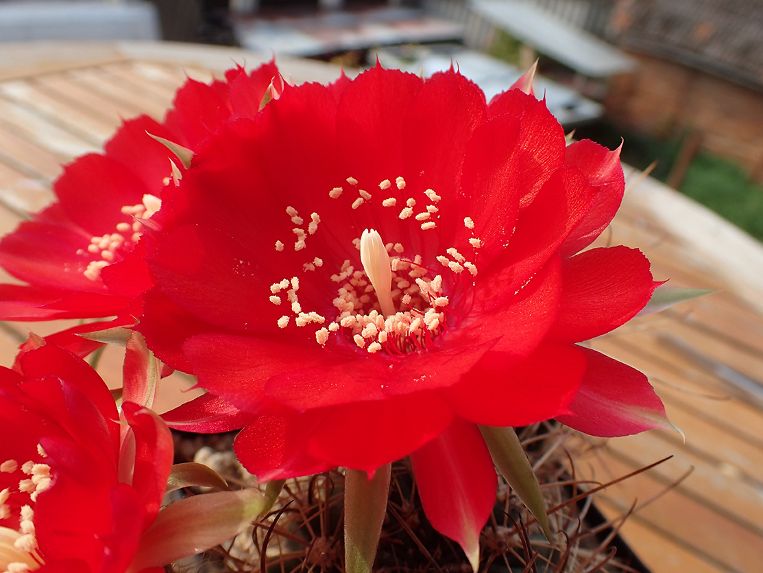 Lobivia haematantha :: Kaktusy-sukulenty-masozravky